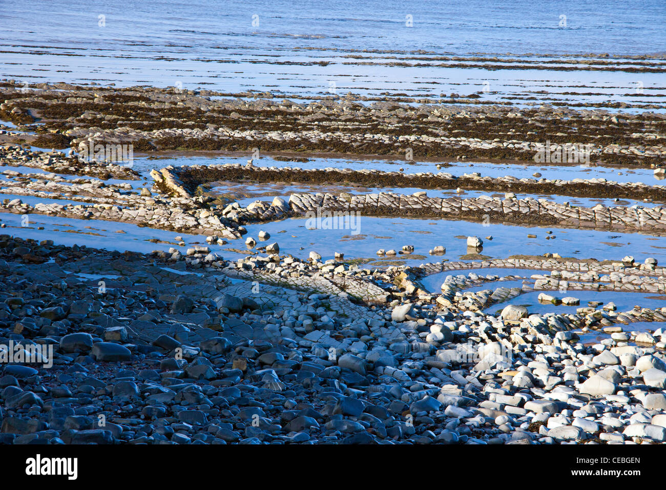 Dramatic blue lias rock strata and visible fault lines on the beach at ...