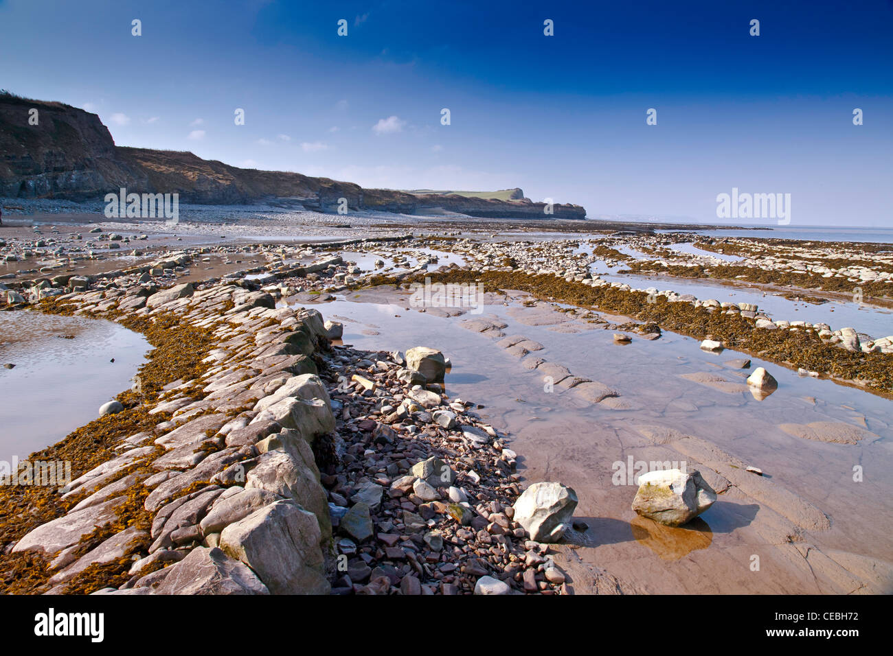 Dramatic blue lias rock strata on the beach at Kilve on the Bristol ...