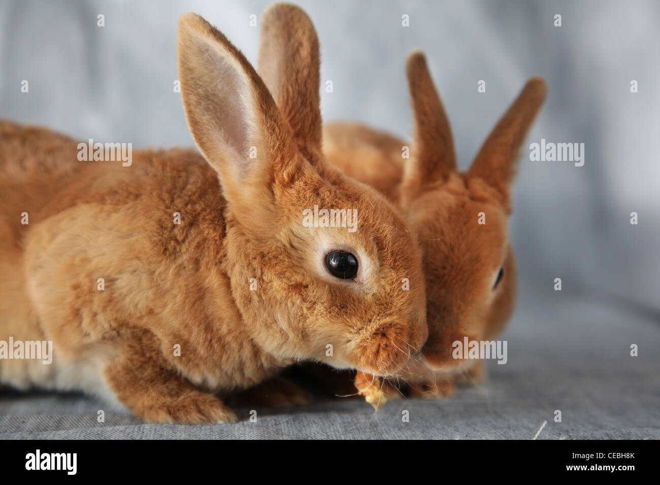 Two red rabbits Stock Photo - Alamy