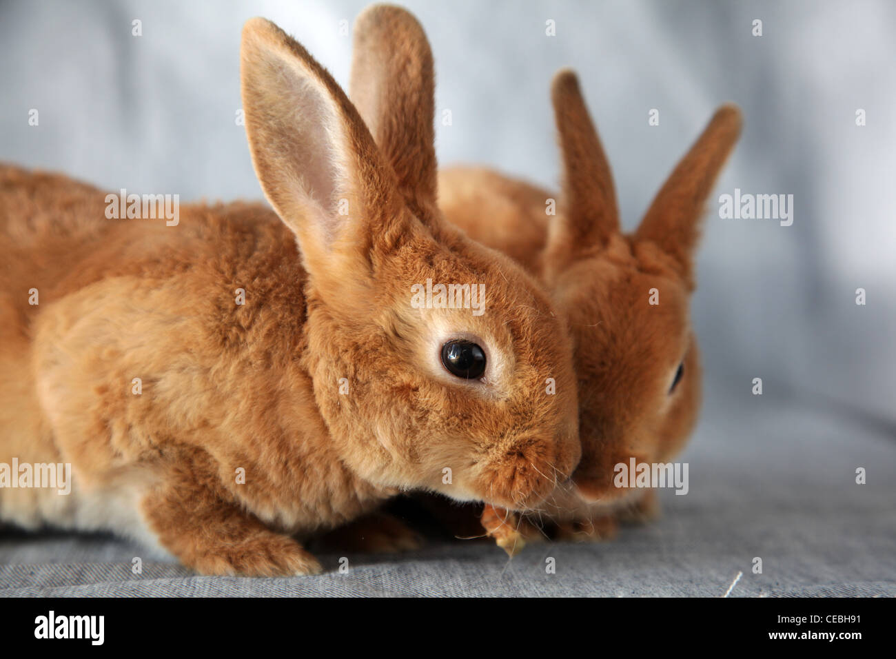 Two red rabbits Stock Photo - Alamy