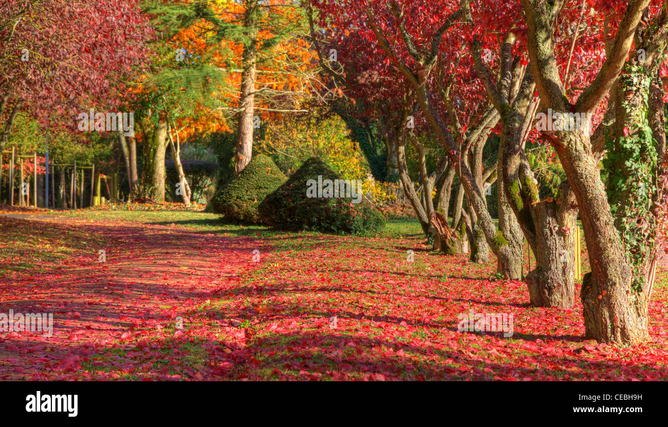 Beautiful autumn path full of red leaves in a park Stock Photo - Alamy