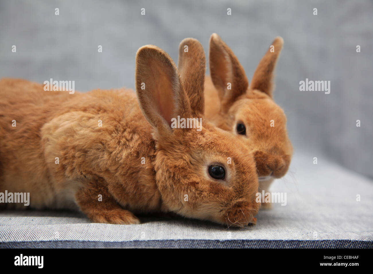Two red rabbits Stock Photo - Alamy