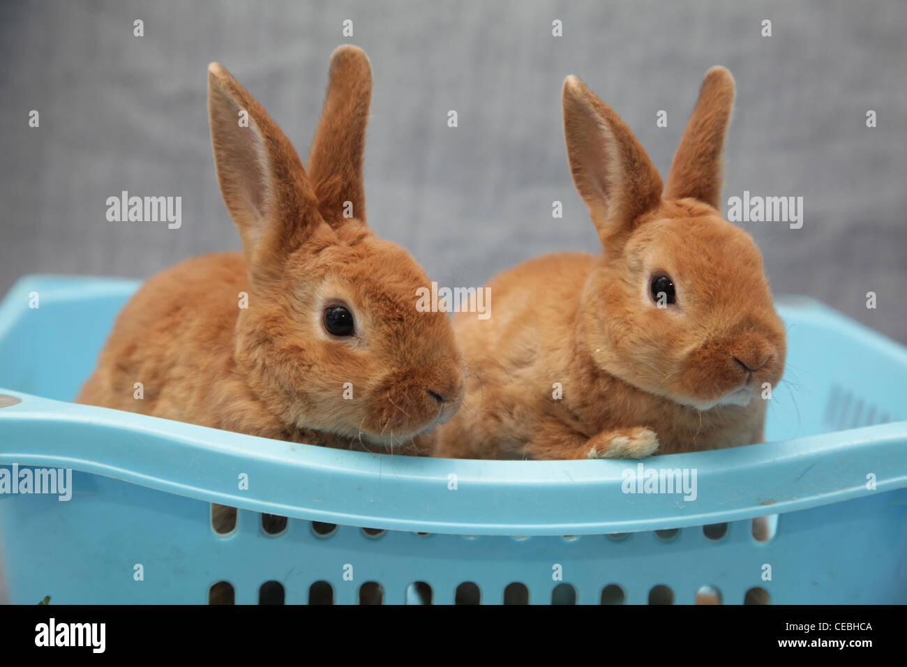 Two red rabbits Stock Photo - Alamy