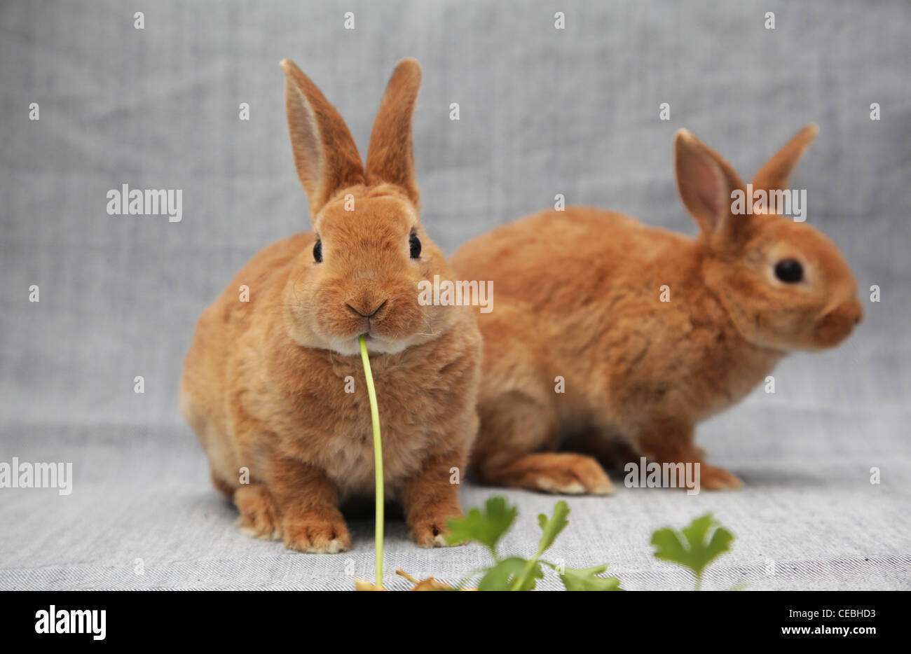 Two red rabbits Stock Photo - Alamy
