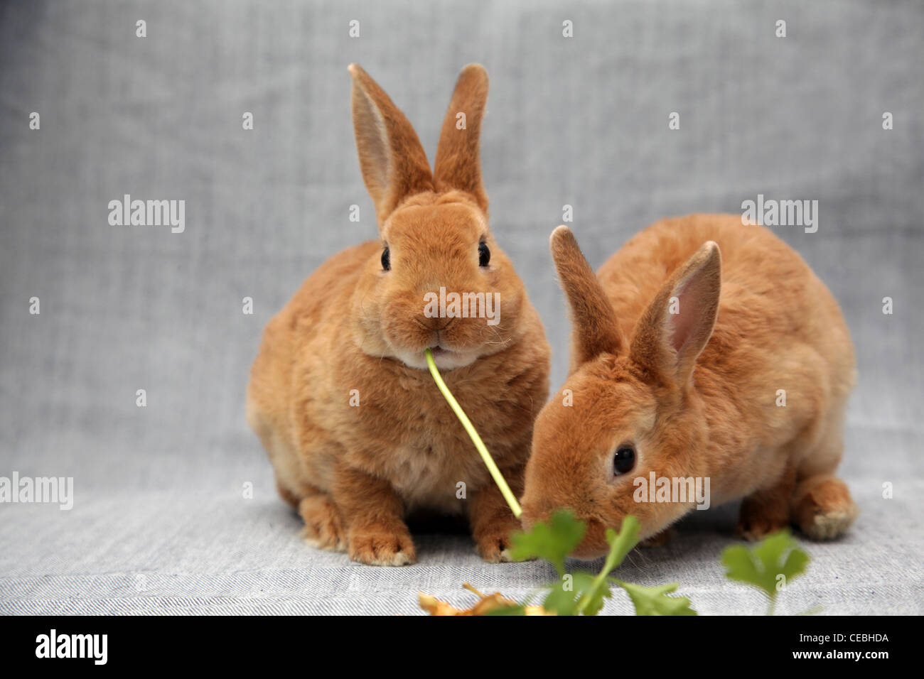 Two red rabbits Stock Photo - Alamy