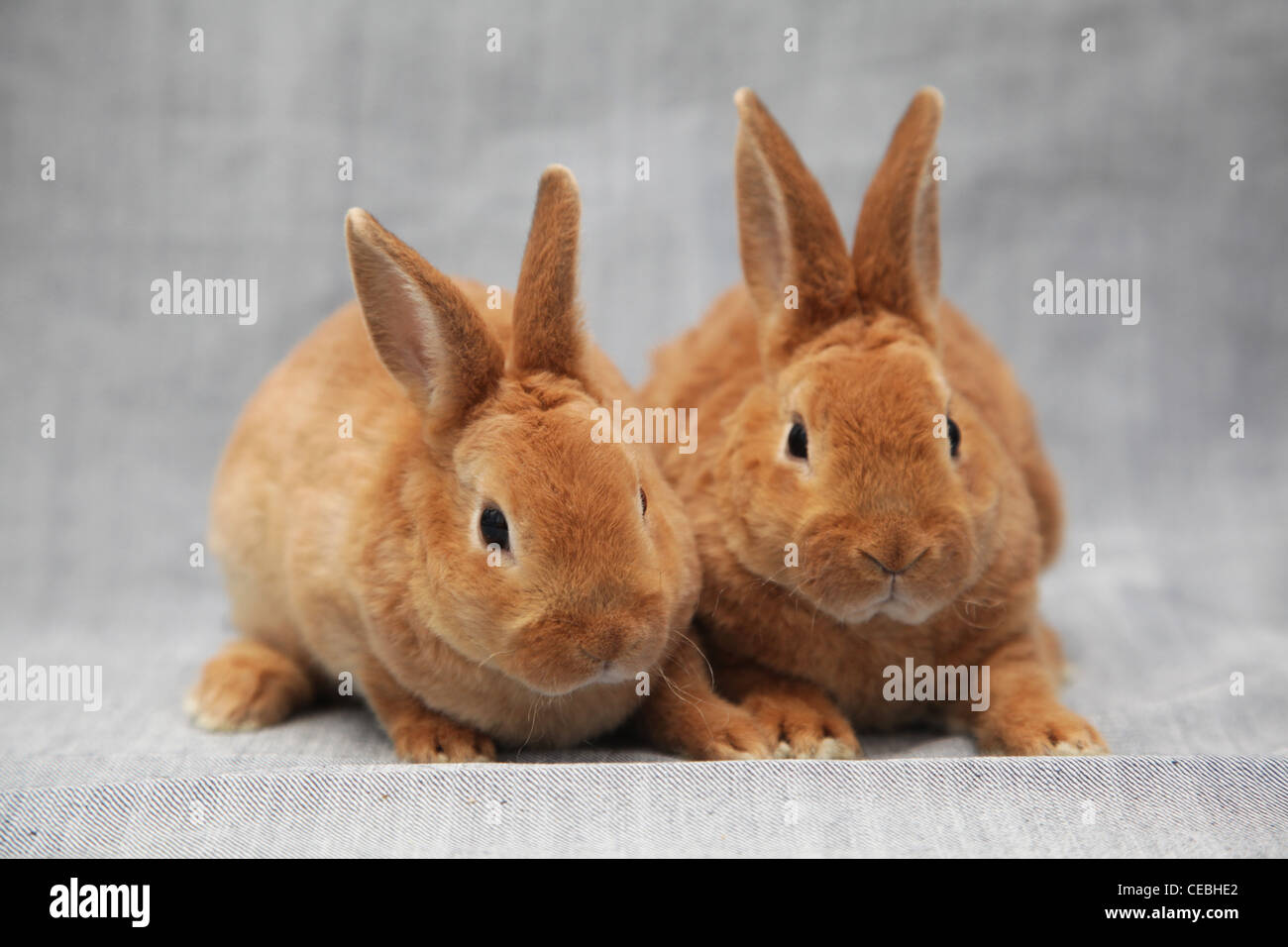 Two red rabbits Stock Photo - Alamy