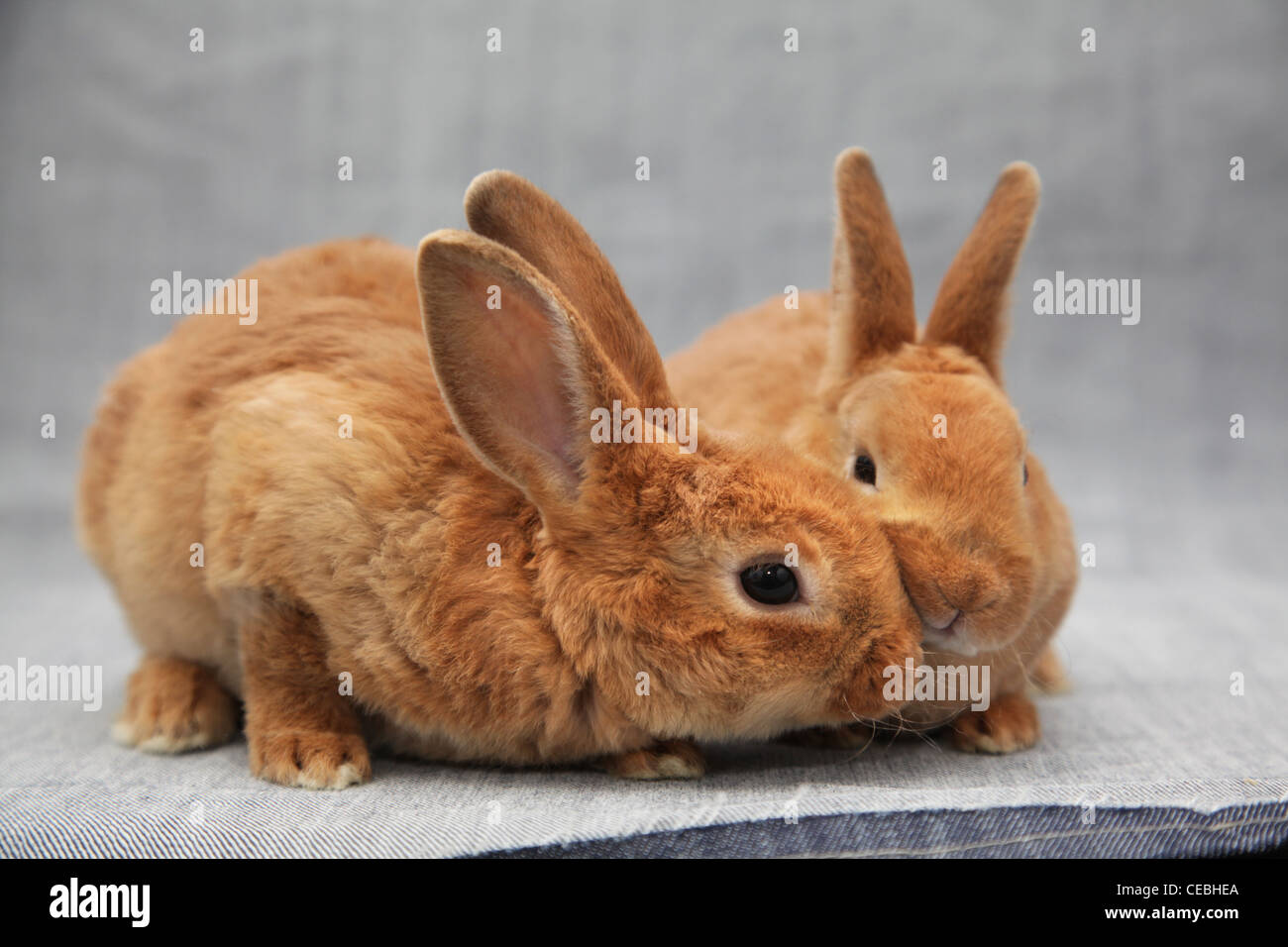 Two red rabbits Stock Photo - Alamy