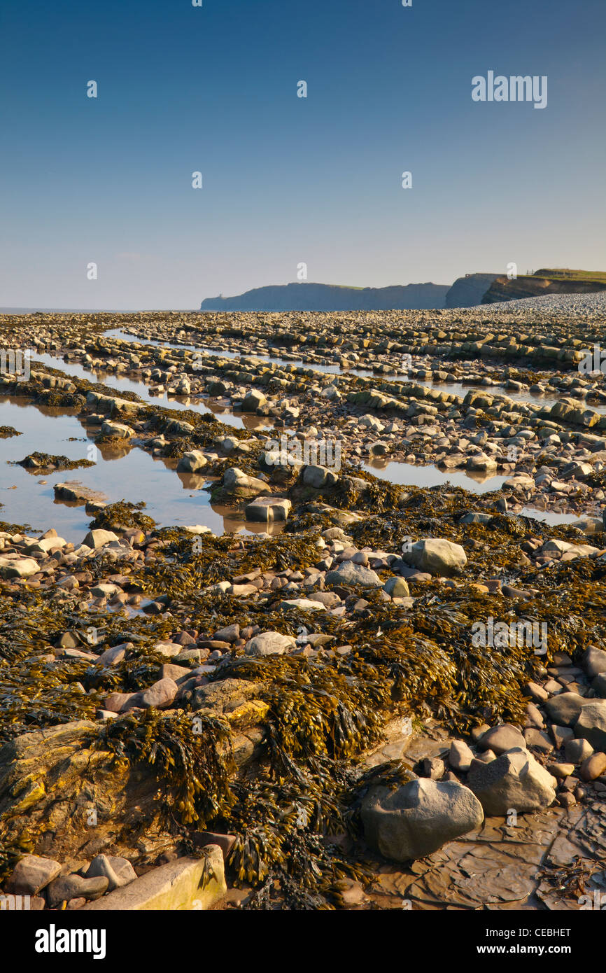 Dramatic blue lias rock strata on the beach at Kilve on the Bristol ...