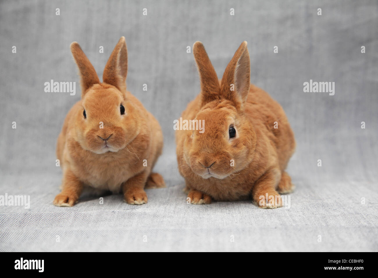 Two red rabbits Stock Photo - Alamy