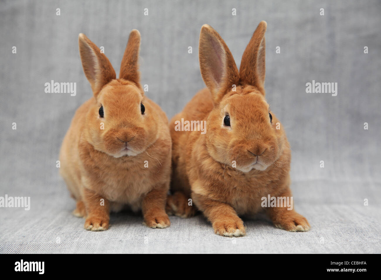 Two red rabbits Stock Photo - Alamy