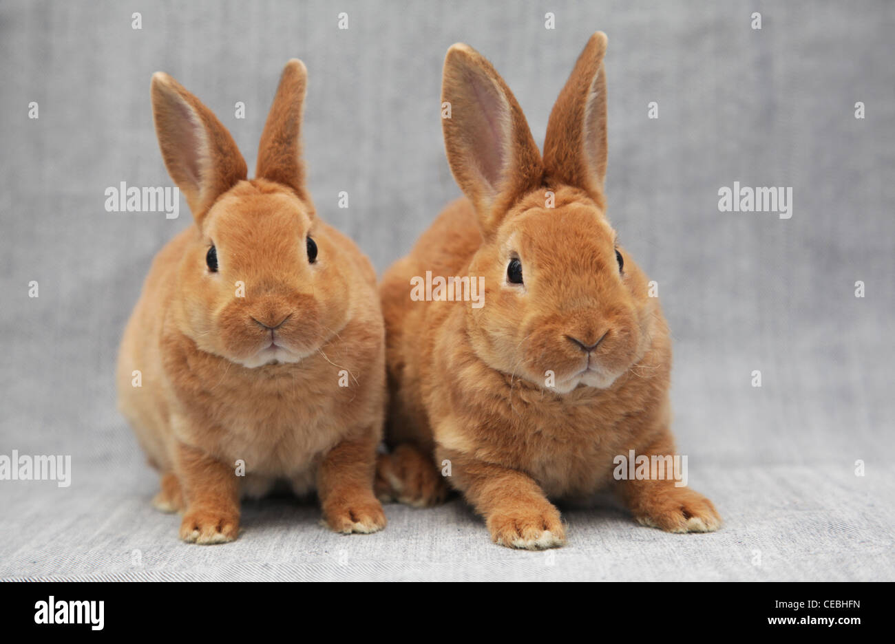 Red rabbits hi-res stock photography and images - Alamy