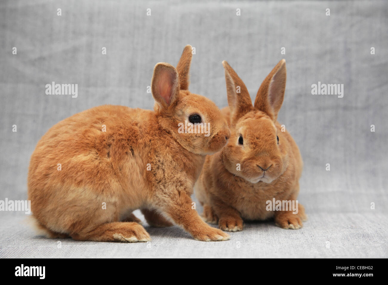 Two red rabbits Stock Photo - Alamy