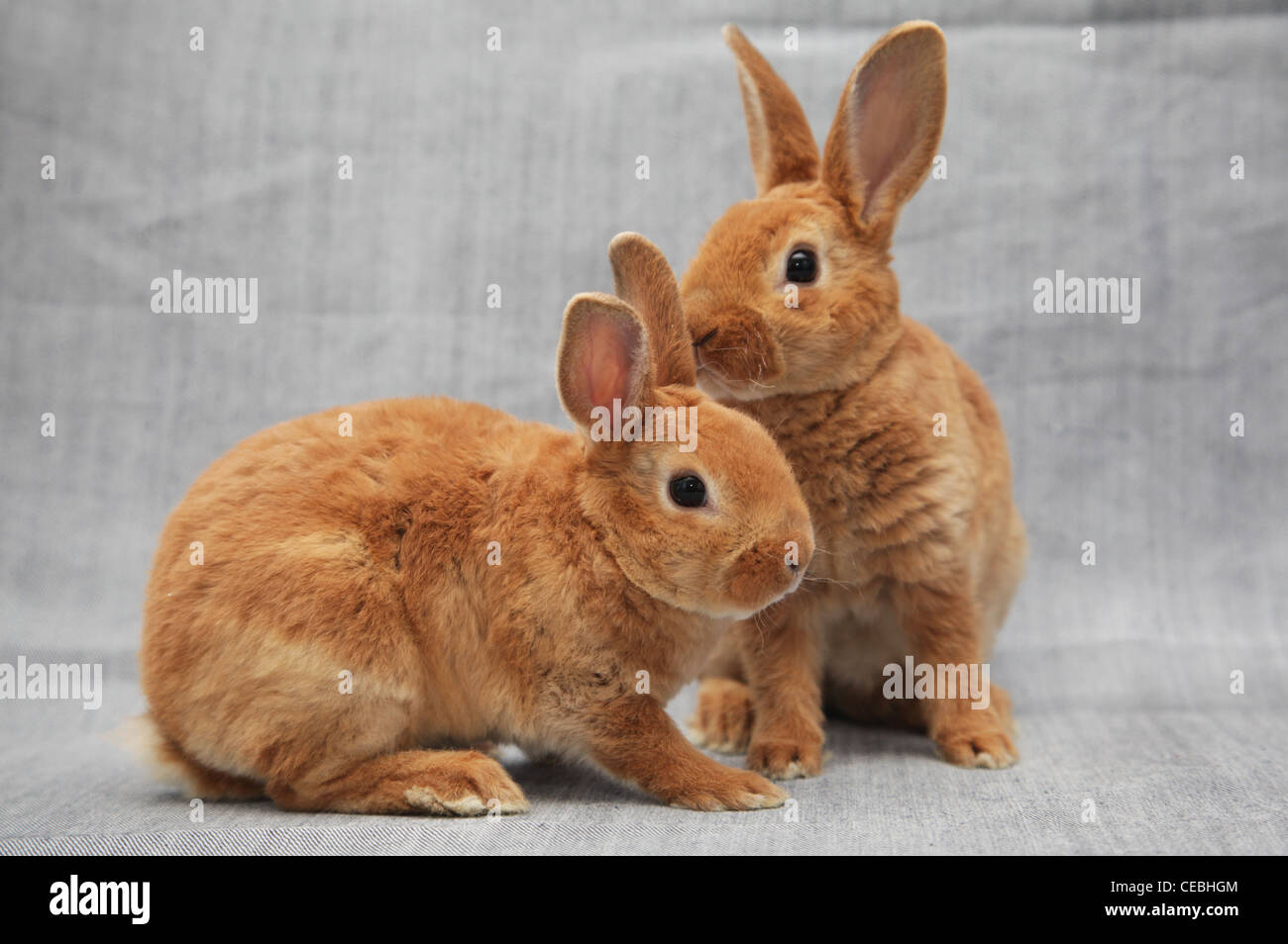Two red rabbits Stock Photo - Alamy