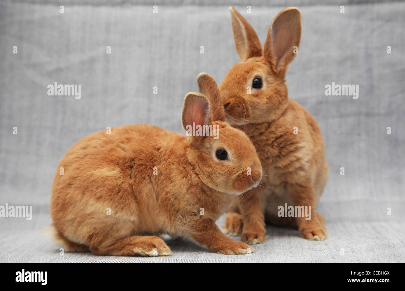 Two red rabbits Stock Photo - Alamy