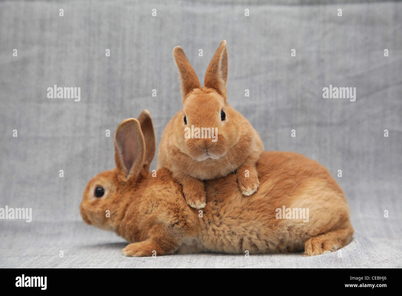 Two red rabbits Stock Photo - Alamy