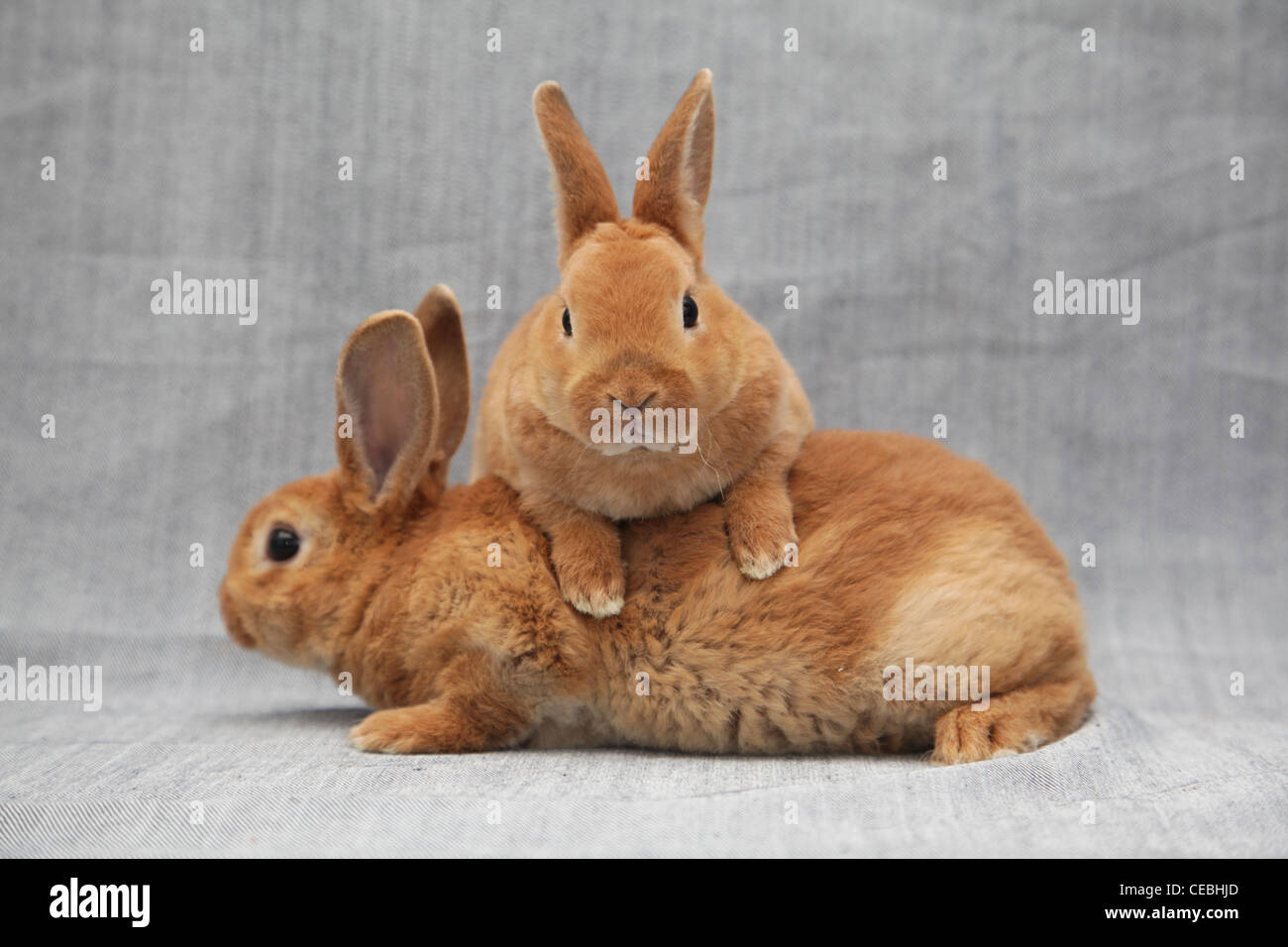 Two red rabbits Stock Photo - Alamy