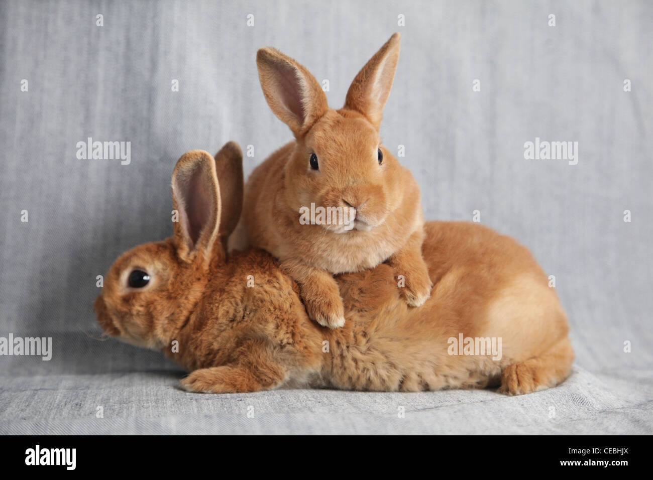 Two red rabbits Stock Photo - Alamy