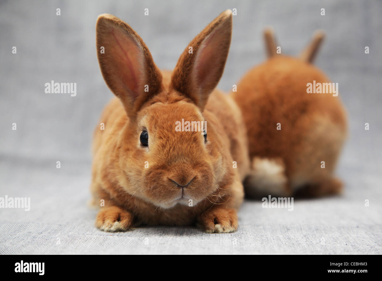 Red rabbits hi-res stock photography and images - Alamy
