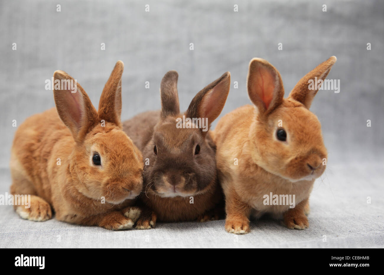 Three rabbits hi-res stock photography and images - Alamy