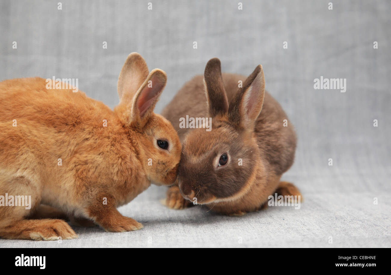 Two red rabbits Stock Photo - Alamy