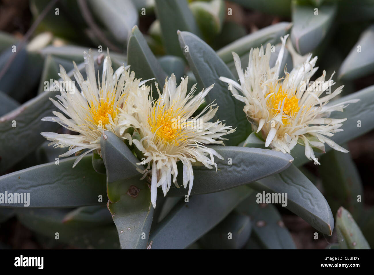 Aizoaceae hi-res stock photography and images - Alamy