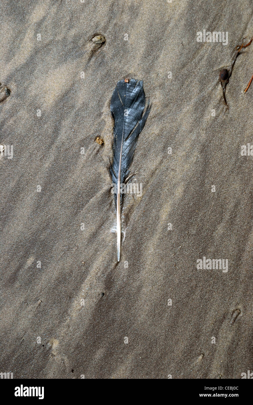 Feather on Beach, Whitecliff Bay Isle of Wight, Hampshire, England ...