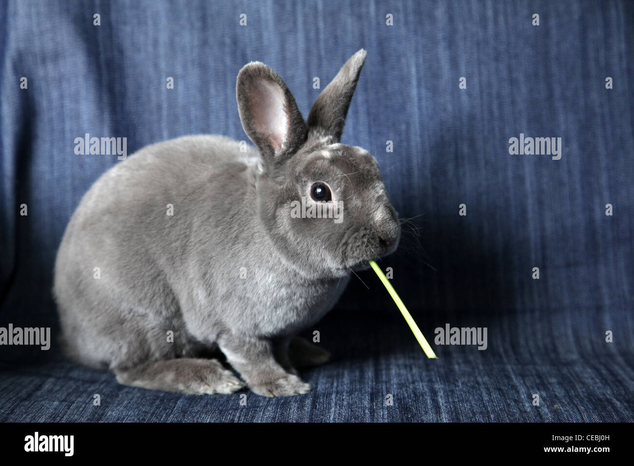 Adult baby rabbits hi-res stock photography and images - Alamy