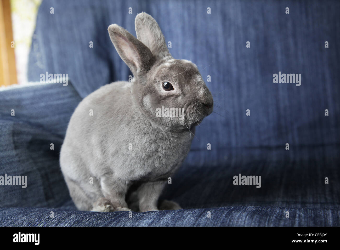 Rabbit fluffy gray rabbit hi-res stock photography and images - Alamy