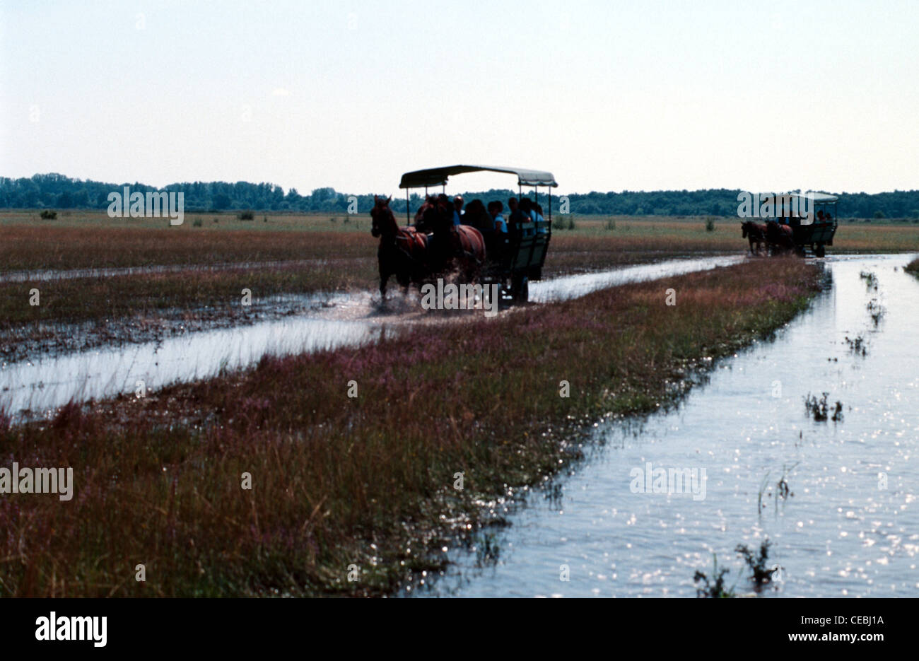 Horse wagons carrying tourists riding through a sludge area in the ...