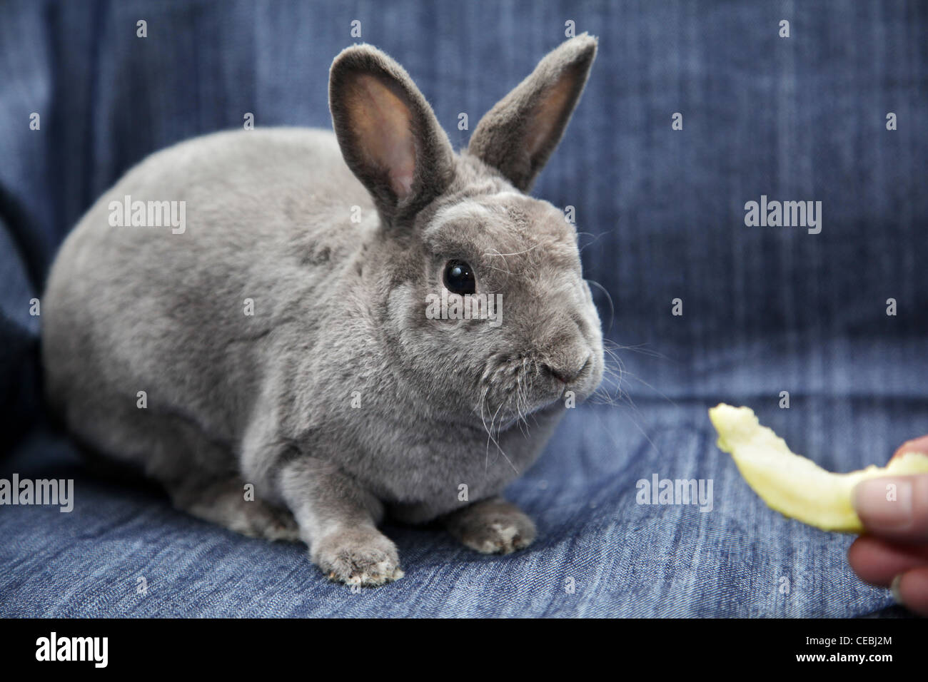 Adult baby rabbits hi-res stock photography and images - Alamy