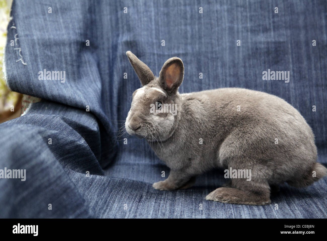 Adult baby rabbits hi-res stock photography and images - Alamy