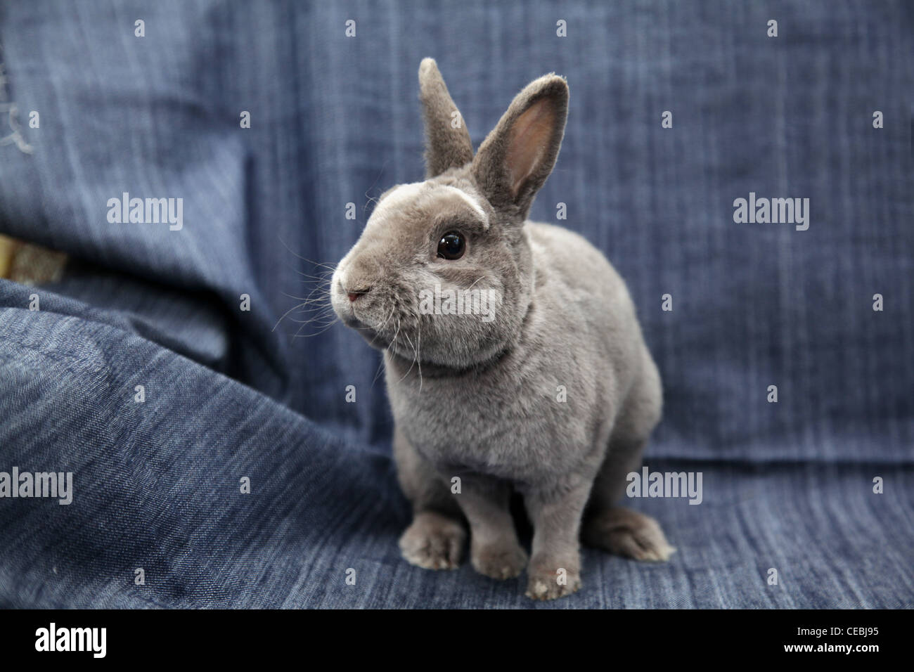 Hair indoors single concepts spring bunny purebred rodent hi-res stock ...