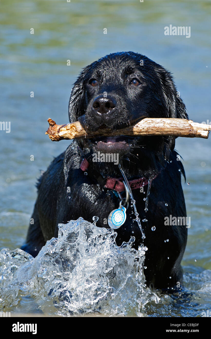 Labrador retrieve exercise hi-res stock photography and images - Alamy