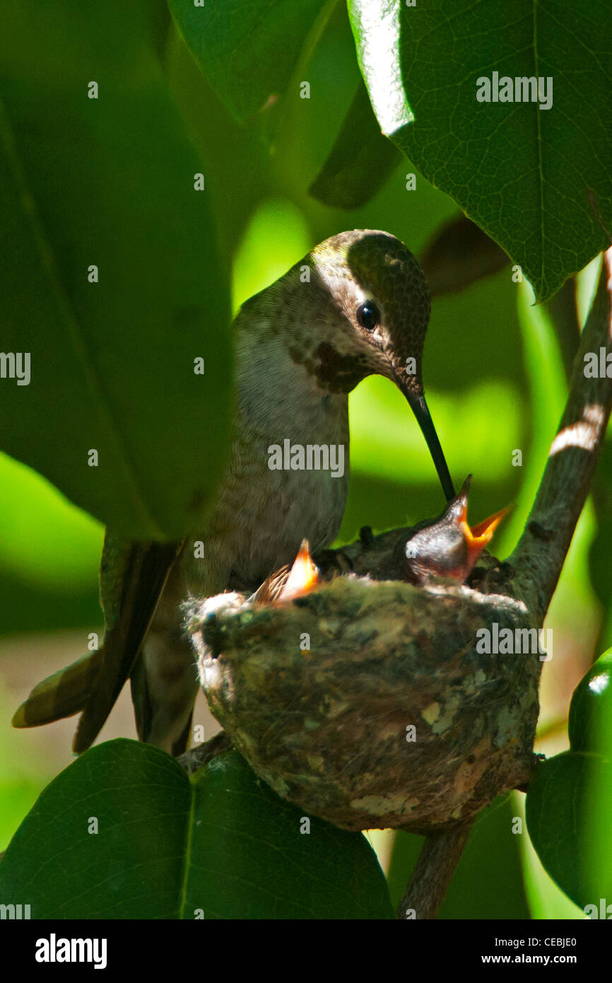 Bee Hummingbird Chick