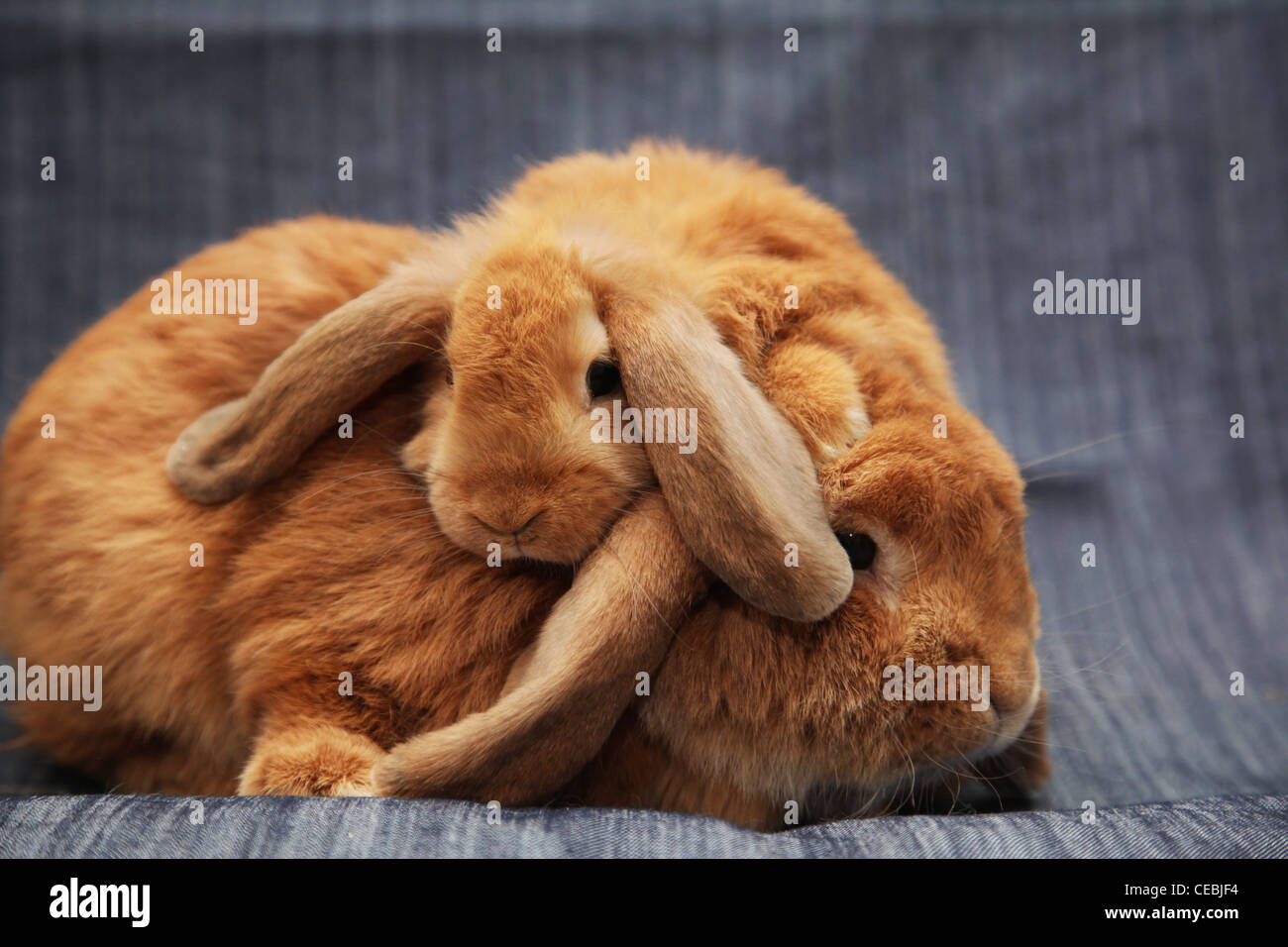 Two red rabbits Stock Photo - Alamy