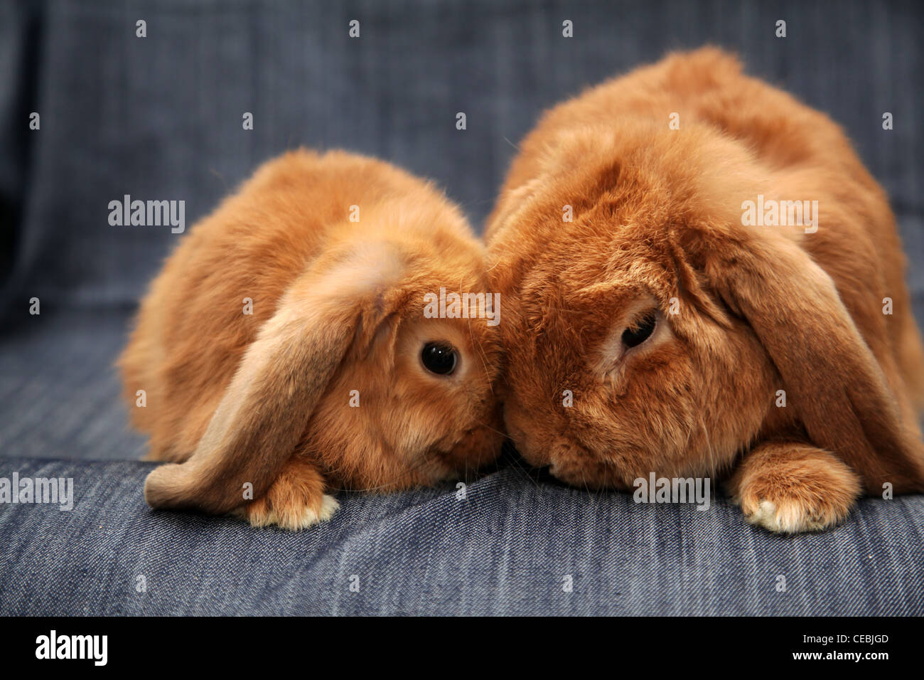 Two red rabbits Stock Photo - Alamy