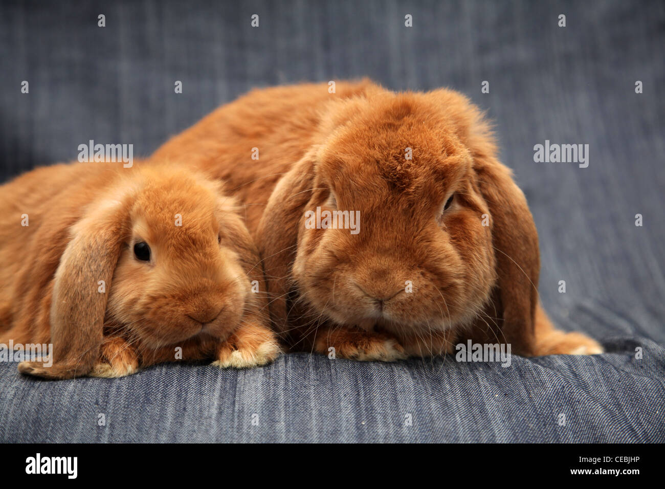 Two red rabbits Stock Photo - Alamy