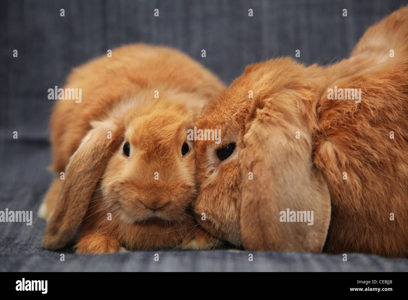 Two red rabbits Stock Photo - Alamy