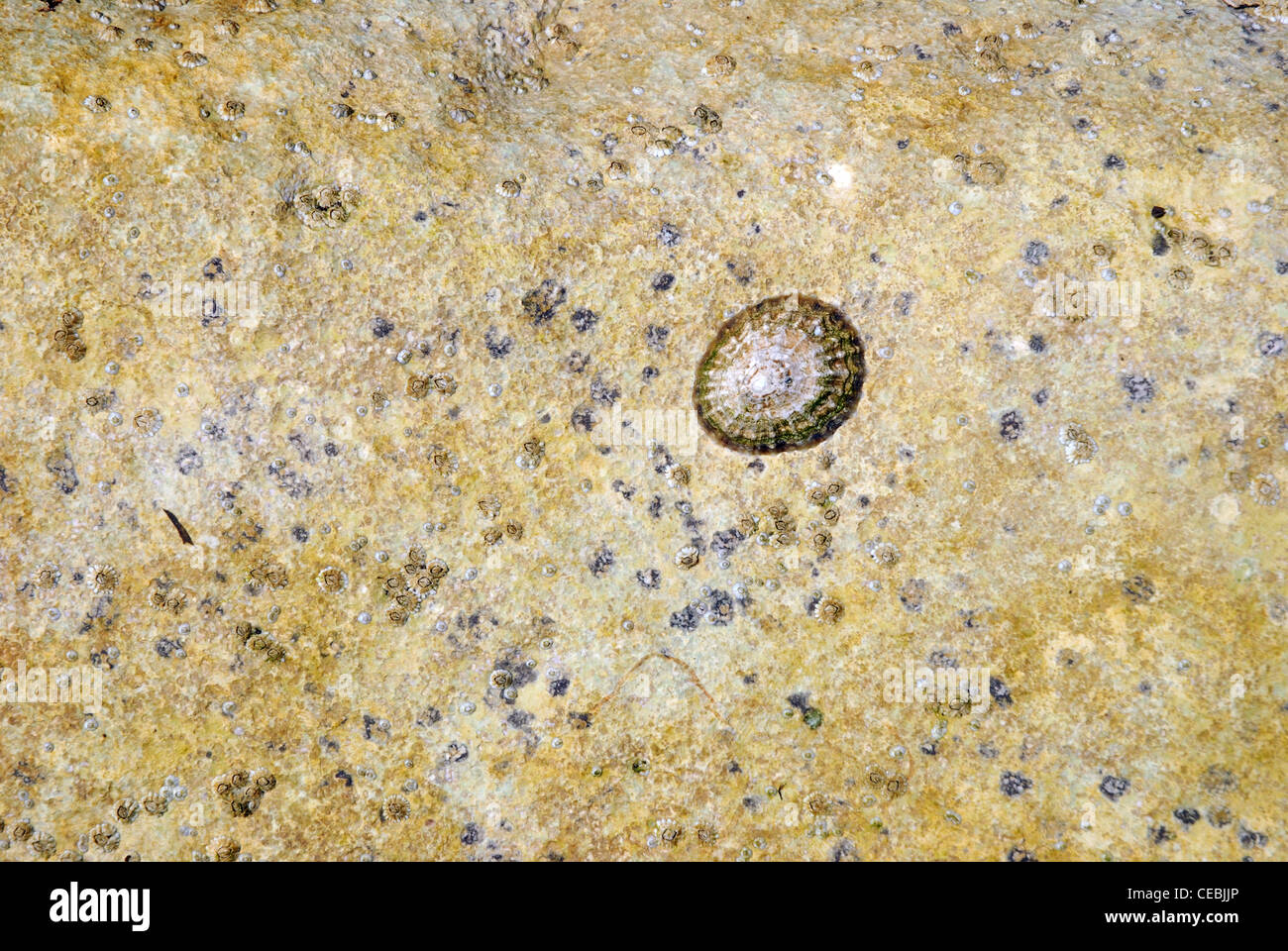 Tide pools with seaweed on the sandy beach hi-res stock photography and ...