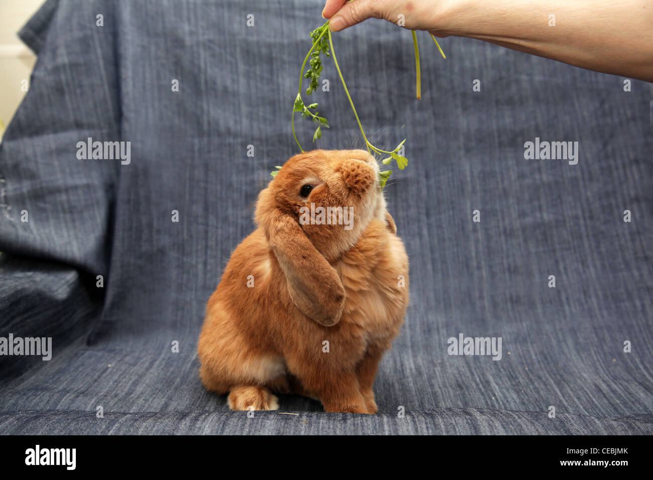 Food for pet pets animals animal hi-res stock photography and images ...