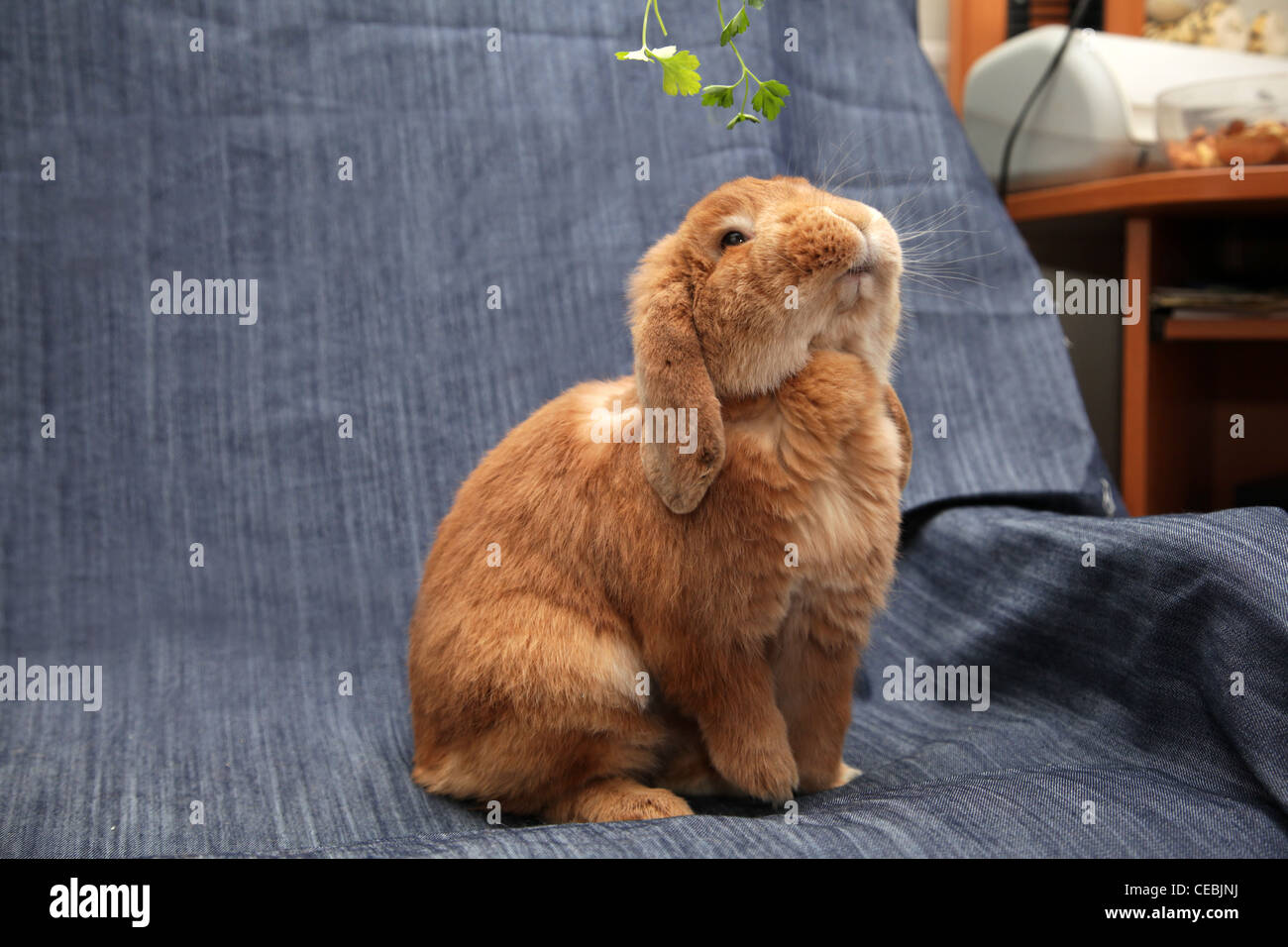 Food for pet pets animals animal hi-res stock photography and images ...