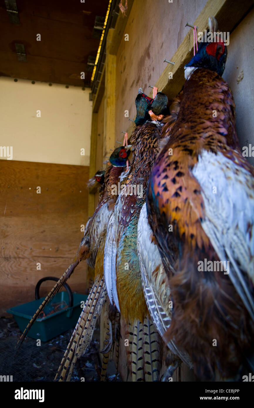 A batch of shot pheasants hang in a game larder Stock Photo - Alamy