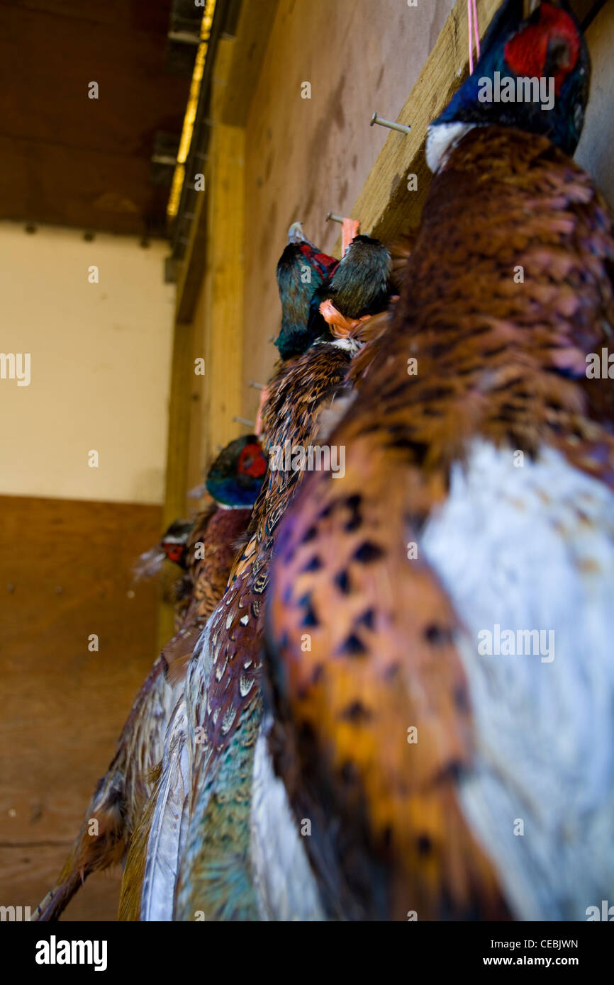 A batch of shot pheasants hang in a game larder Stock Photo - Alamy