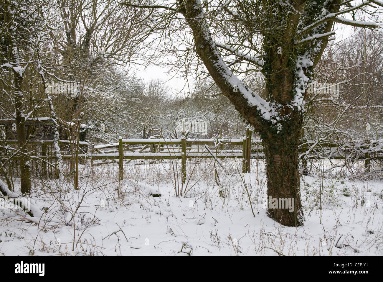 Fences and trees hi-res stock photography and images - Alamy