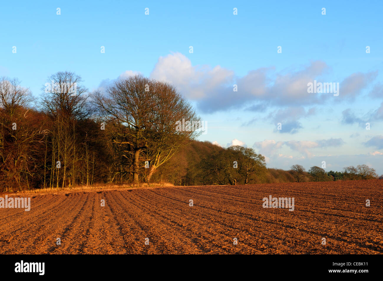 Nottinghamshire Rural Farmland Ploughed Field Winter Stock Photo - Alamy