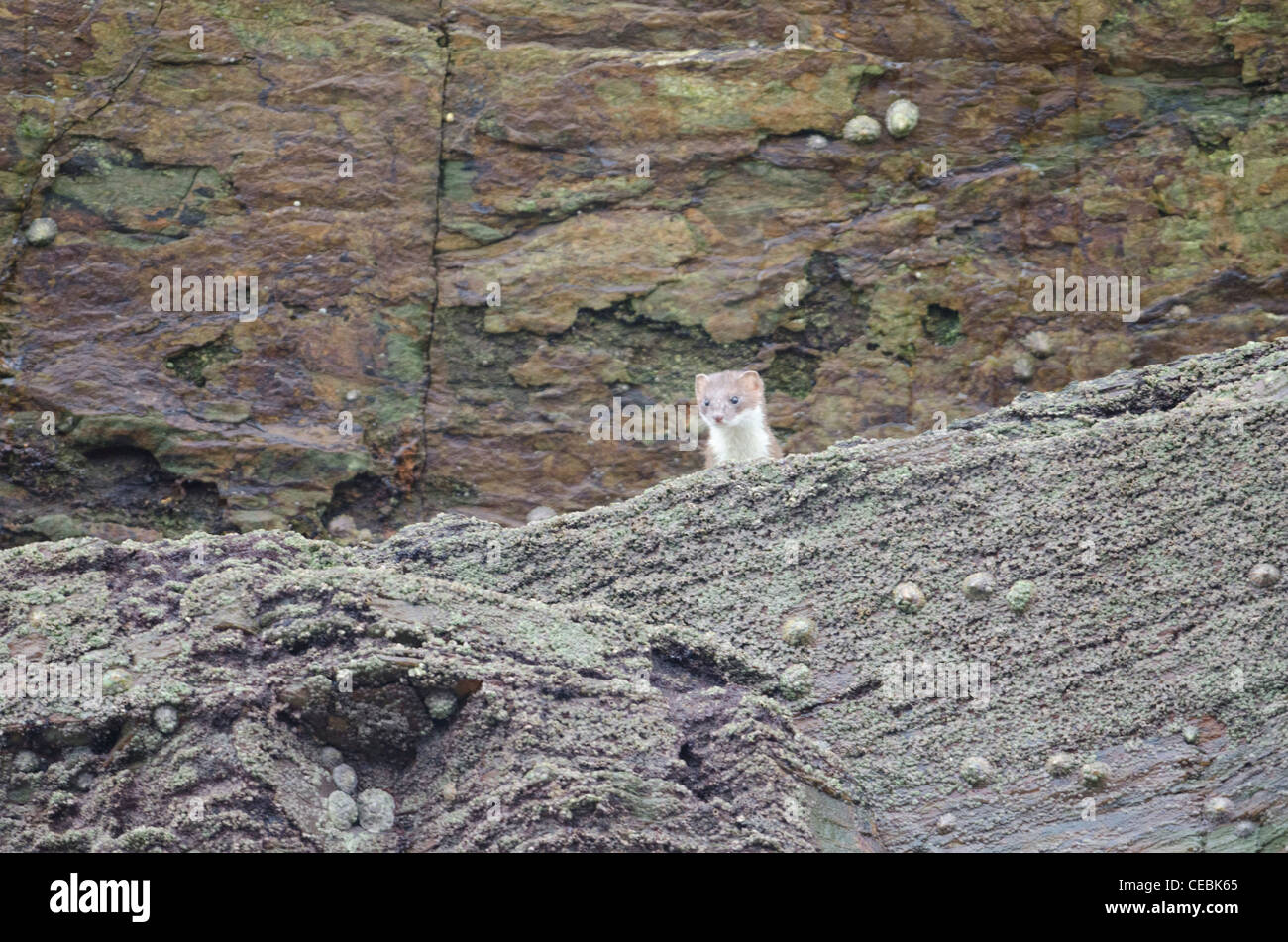 The stoat Mustela erminea hunting in some rockpools in Cornwall Stock ...