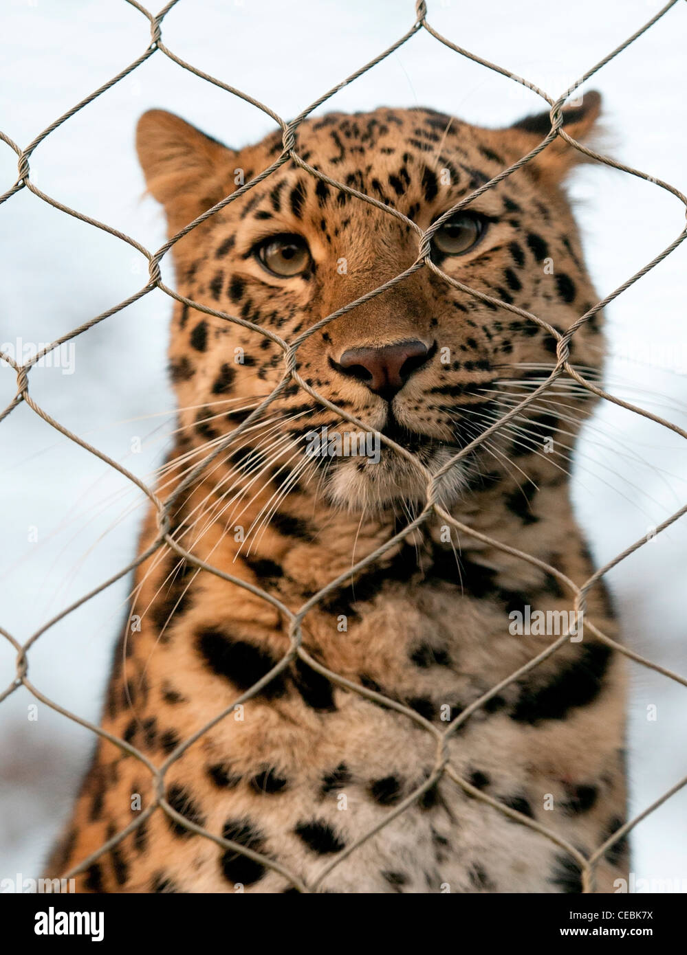 Leopard enclosure hi-res stock photography and images - Alamy