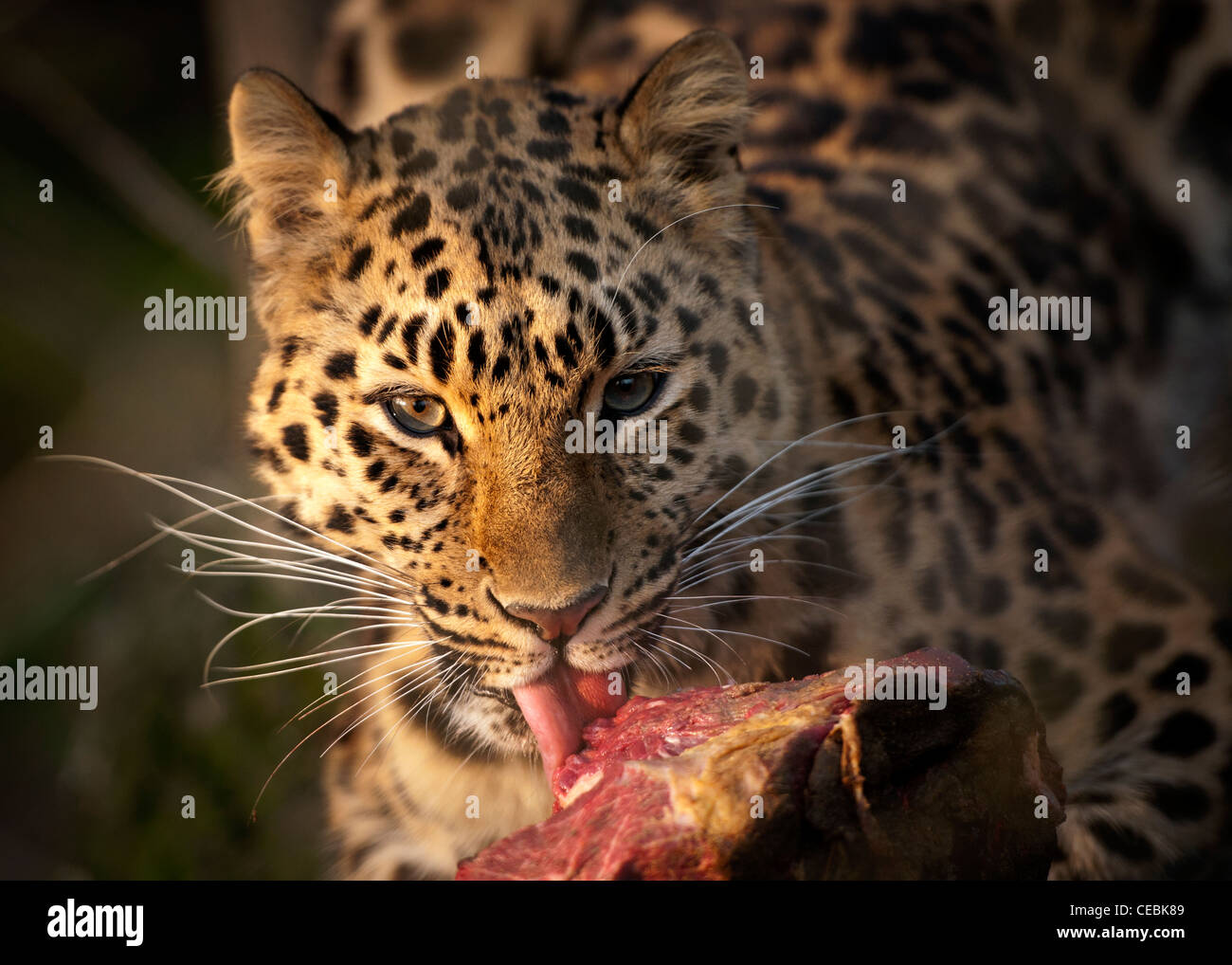 Female amur leopard eating meat hi-res stock photography and images - Alamy