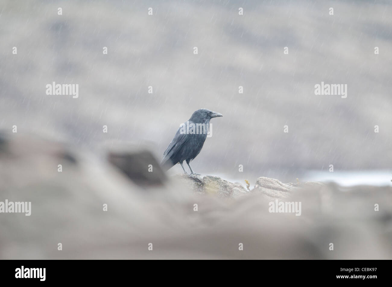 Rain crow hi-res stock photography and images - Alamy