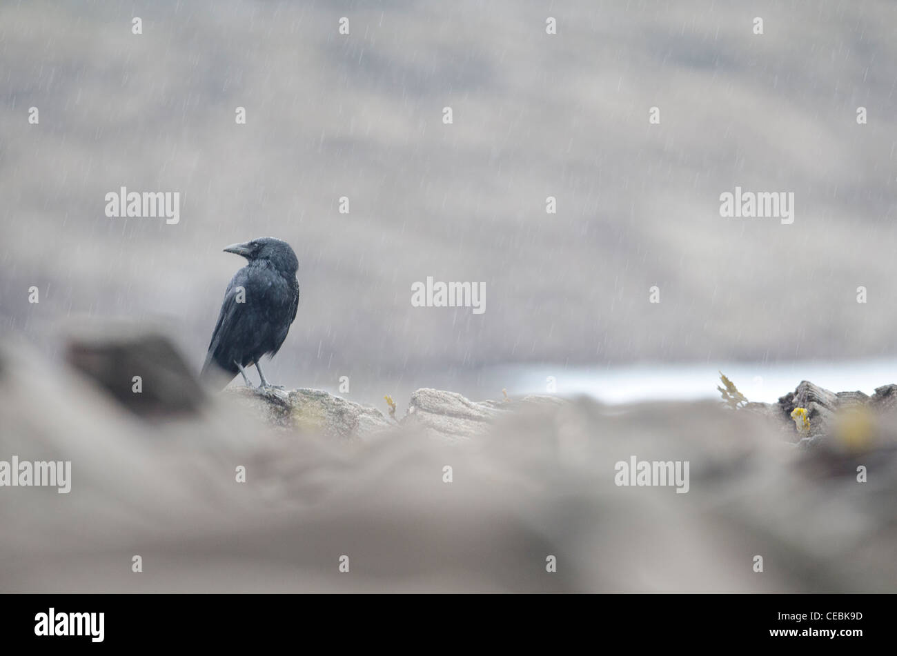 A crow stands in the rain in Cornwall Stock Photo - Alamy